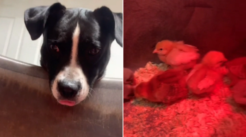 Un perro protegió a un grupo de pollitos y se volvió viral - Optimism
