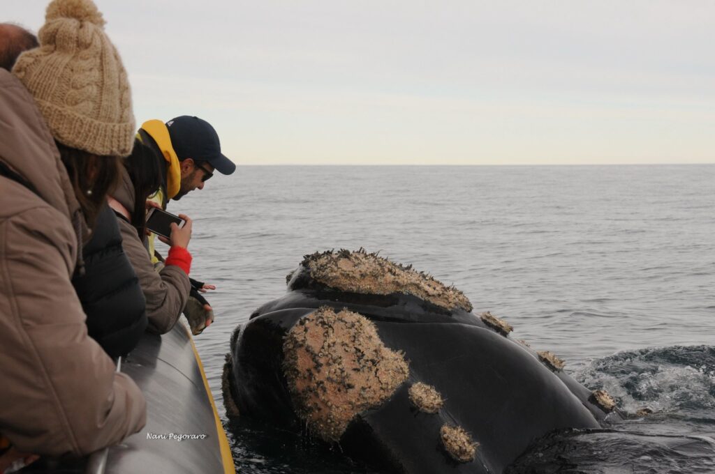 Argentina natural: avistaje de ballenas único en el mundo - Optimism